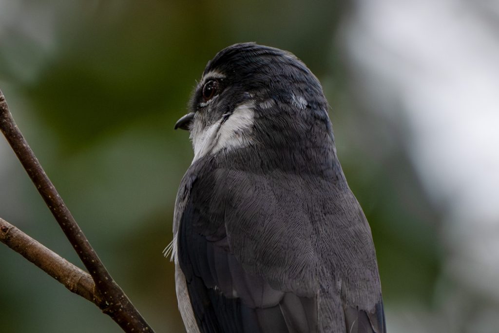 秦野のリュウキュウサンショウクイがやっとまともに撮れた - 神奈川近郊野鳥情報(Japanese Wild Birds Info.)